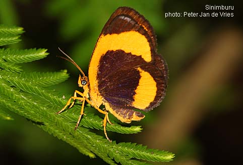 Papua Insects Foundation (Lepidoptera/Callidulidae/Callidula evander)